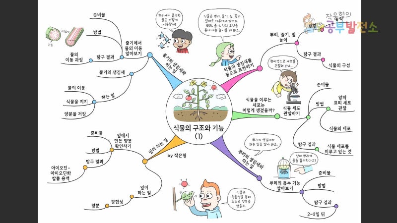 6학년 1학기 과학식물의 구조와 기능1