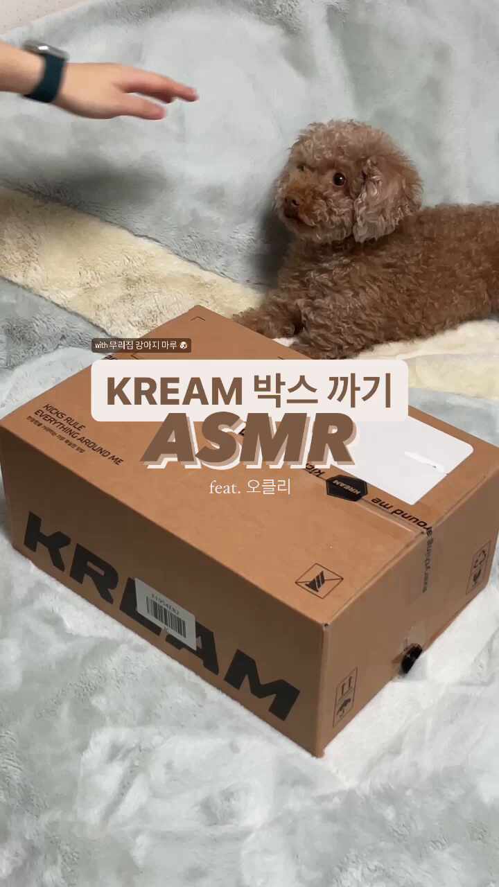 ASMR 호소인 등장 | KREAM
