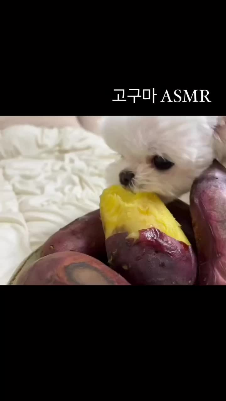 말티즈 고구마먹방 asmr🐶 | KREAM